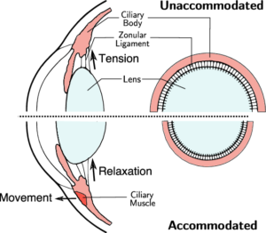 Pathway of near reflex of eye. - An Eye Care Blog