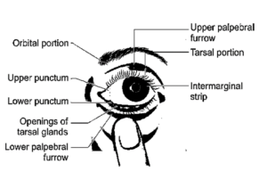 Diagram of Gross anatomy of eyelid - An Eye Care Blog
